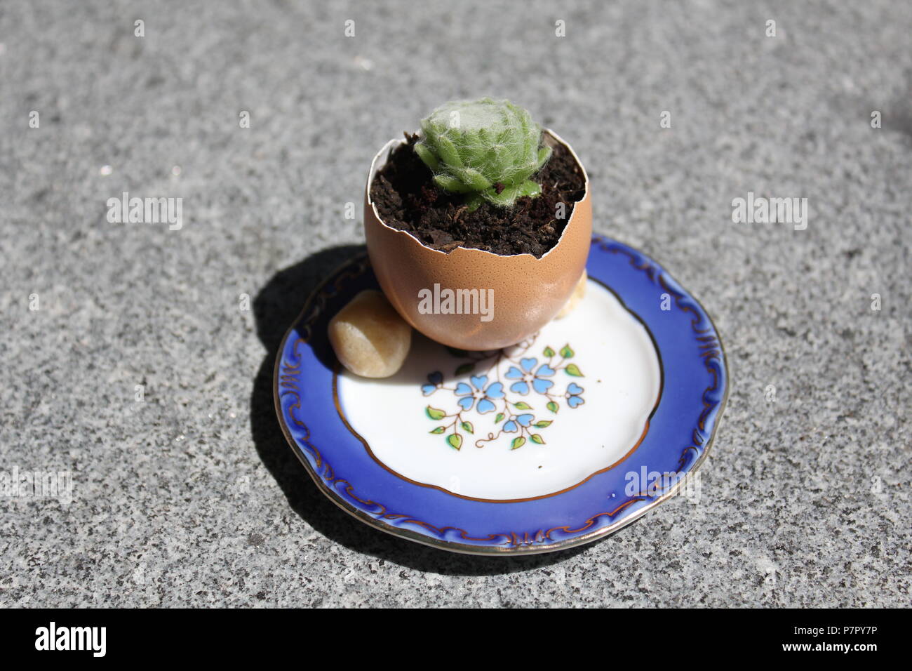 Succulent plant in egg shell Stock Photo - Alamy