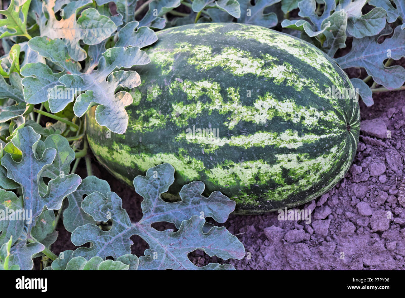 Our watermelons grow big hi-res stock photography and images - Alamy