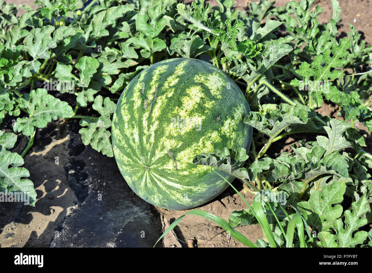 Our watermelons grow big hi-res stock photography and images - Alamy