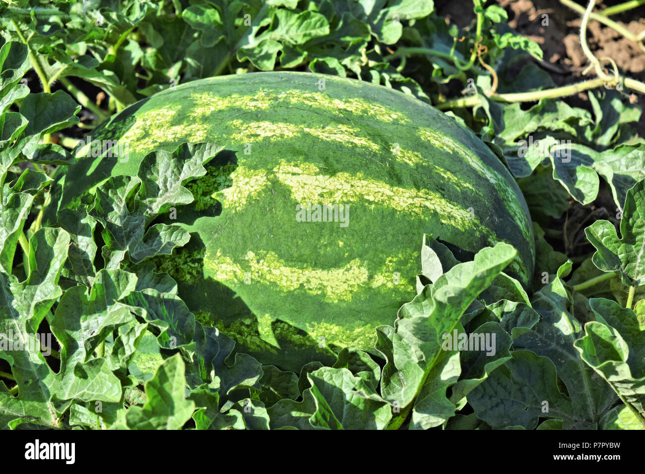 Our watermelons grow big hi-res stock photography and images - Alamy