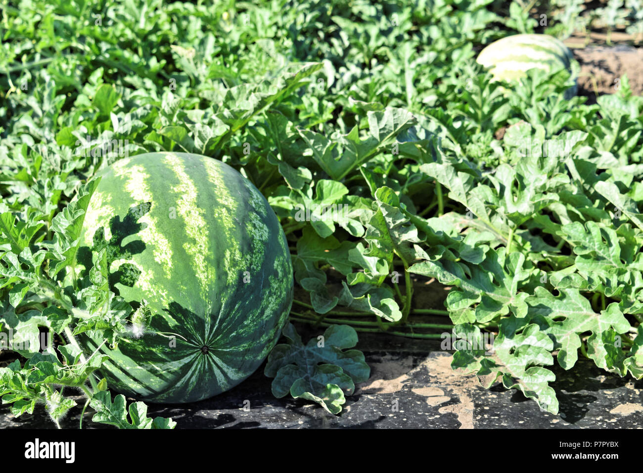 Our watermelons grow big hi-res stock photography and images - Alamy