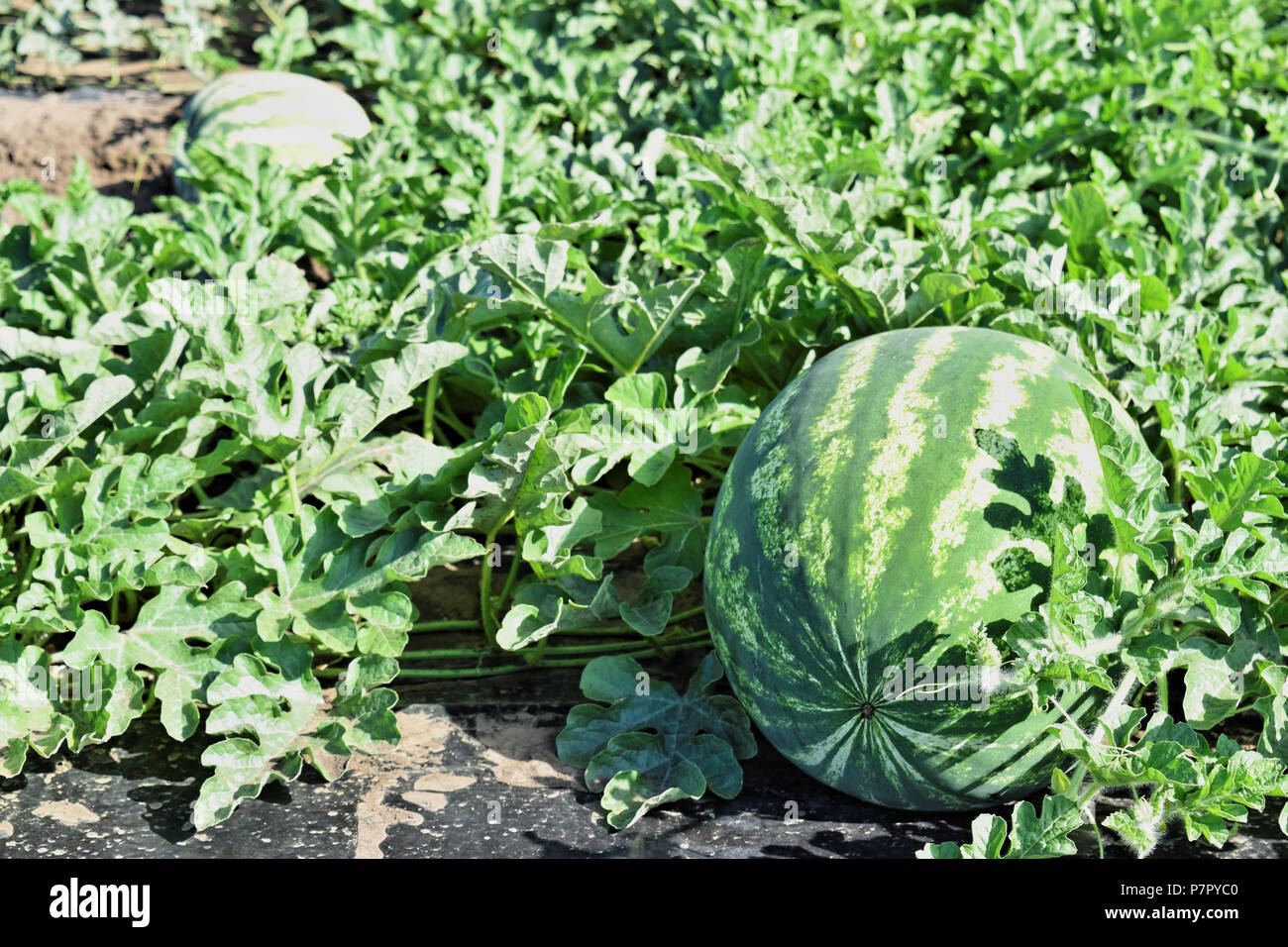 Our watermelons grow big hi-res stock photography and images - Alamy