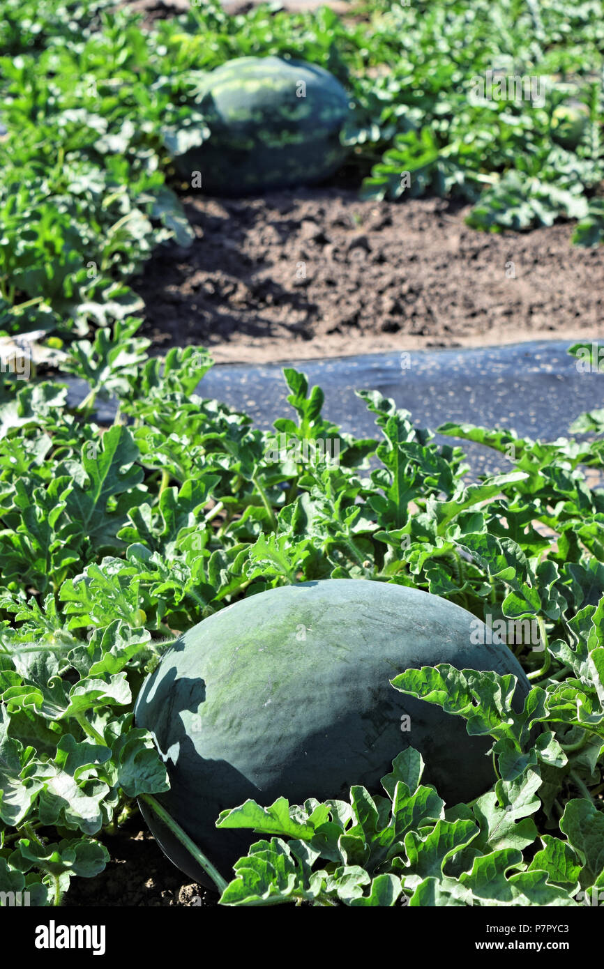 Our watermelons grow big hi-res stock photography and images - Alamy
