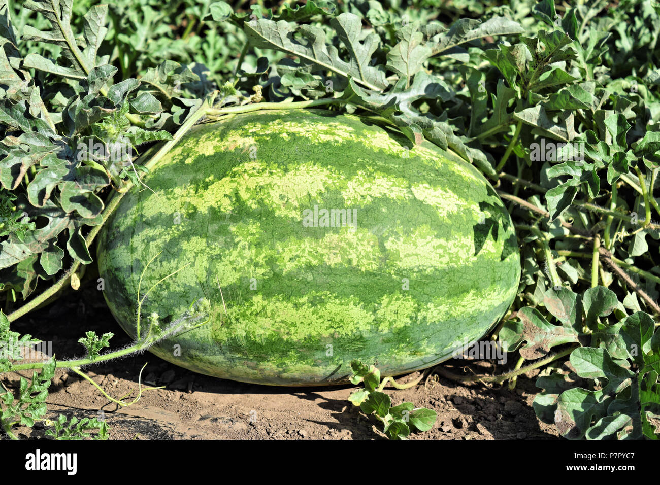 Our watermelons grow big hi-res stock photography and images - Alamy
