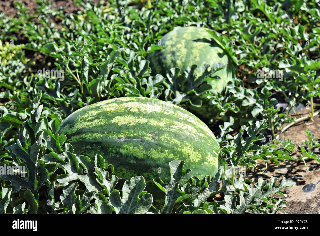 Our watermelons grow big hi-res stock photography and images - Alamy