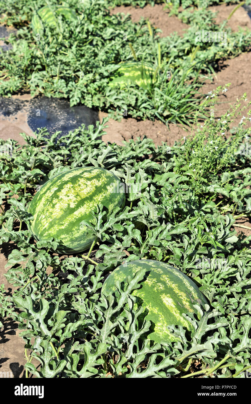 Watermelon plantation in eastern Europe Stock Photo - Alamy