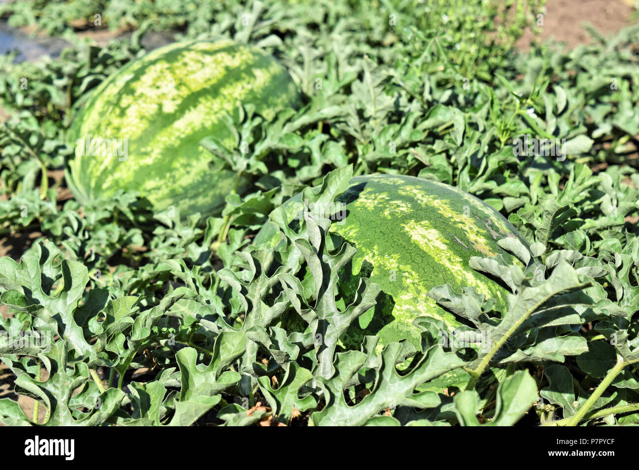 Our watermelons grow big hi-res stock photography and images - Alamy
