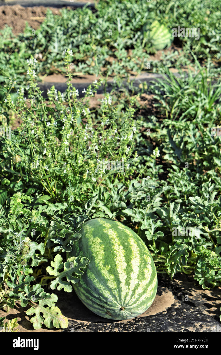 Watermelon plantation in eastern Europe Stock Photo - Alamy