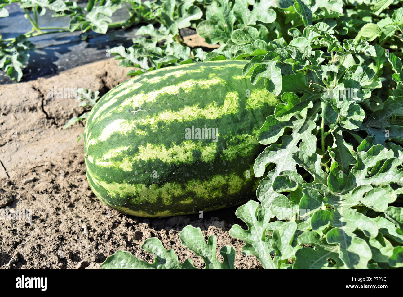 Watermelon plantation in eastern Europe Stock Photo - Alamy