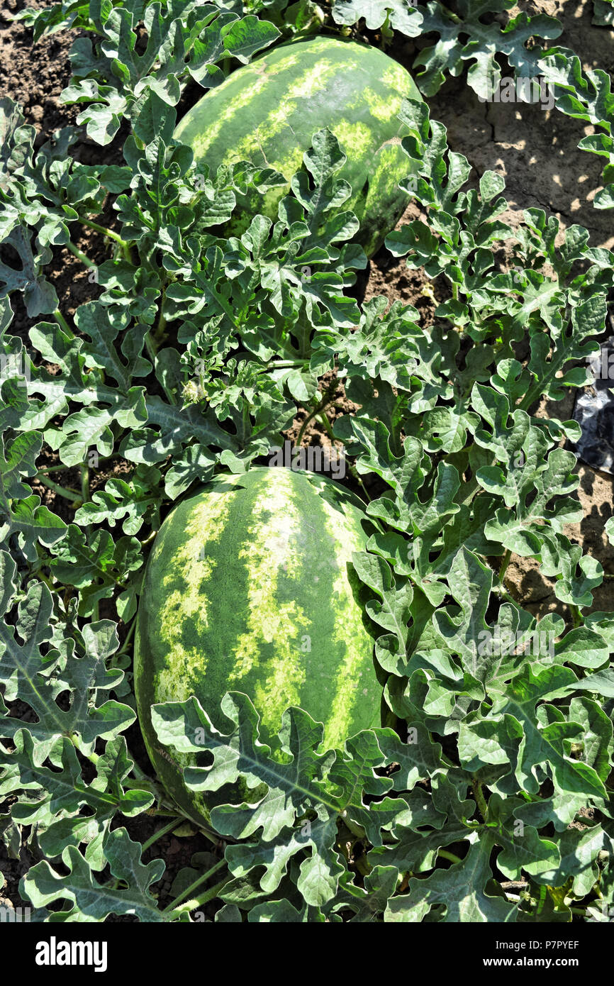 Our watermelons grow big hi-res stock photography and images - Alamy