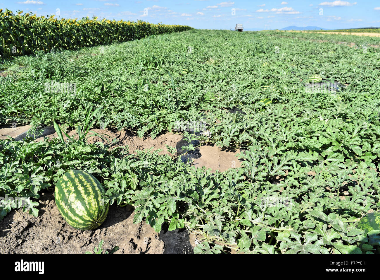 Watermelon plantation in eastern Europe Stock Photo - Alamy