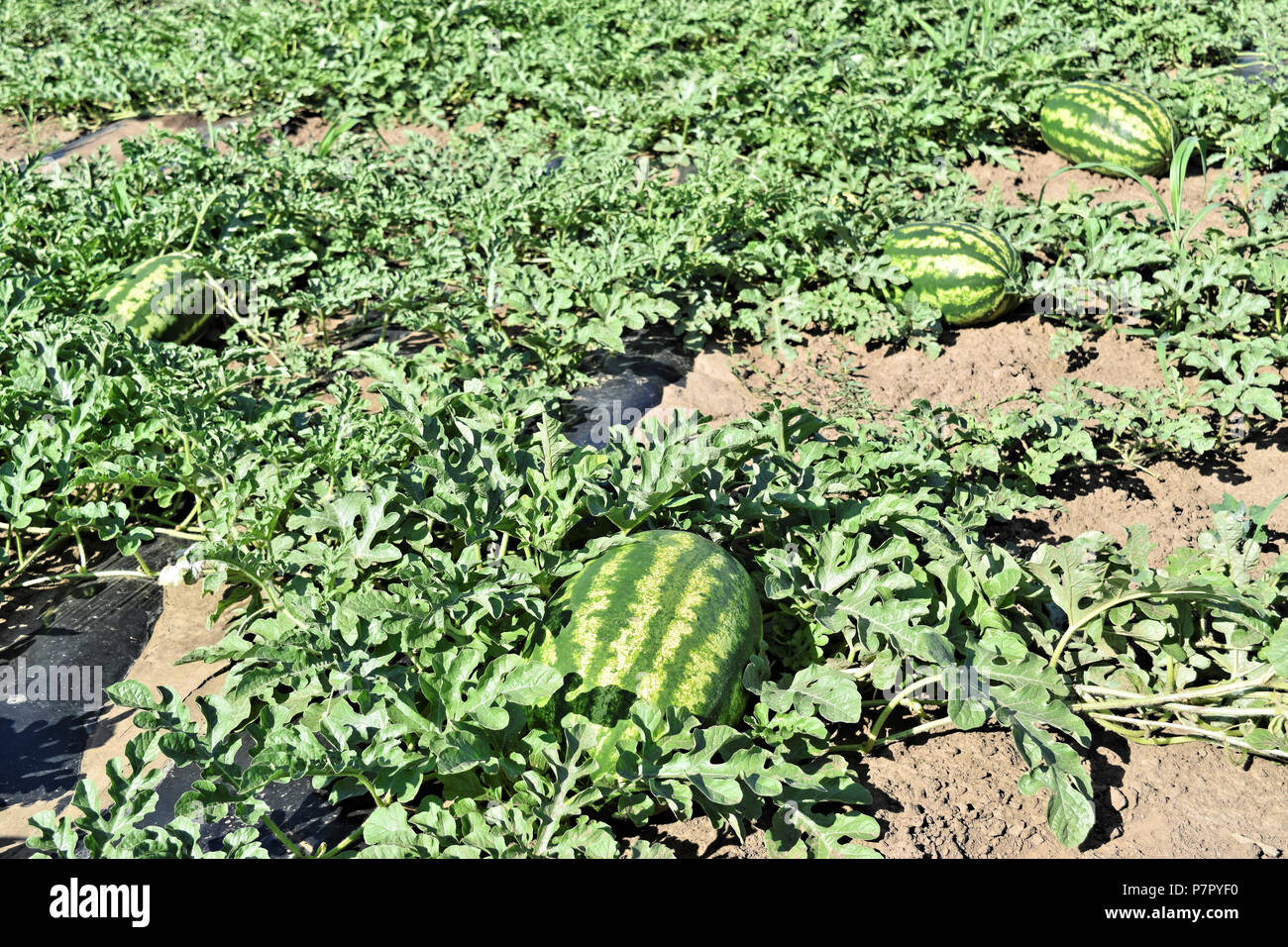 Our watermelons grow big hi-res stock photography and images - Alamy