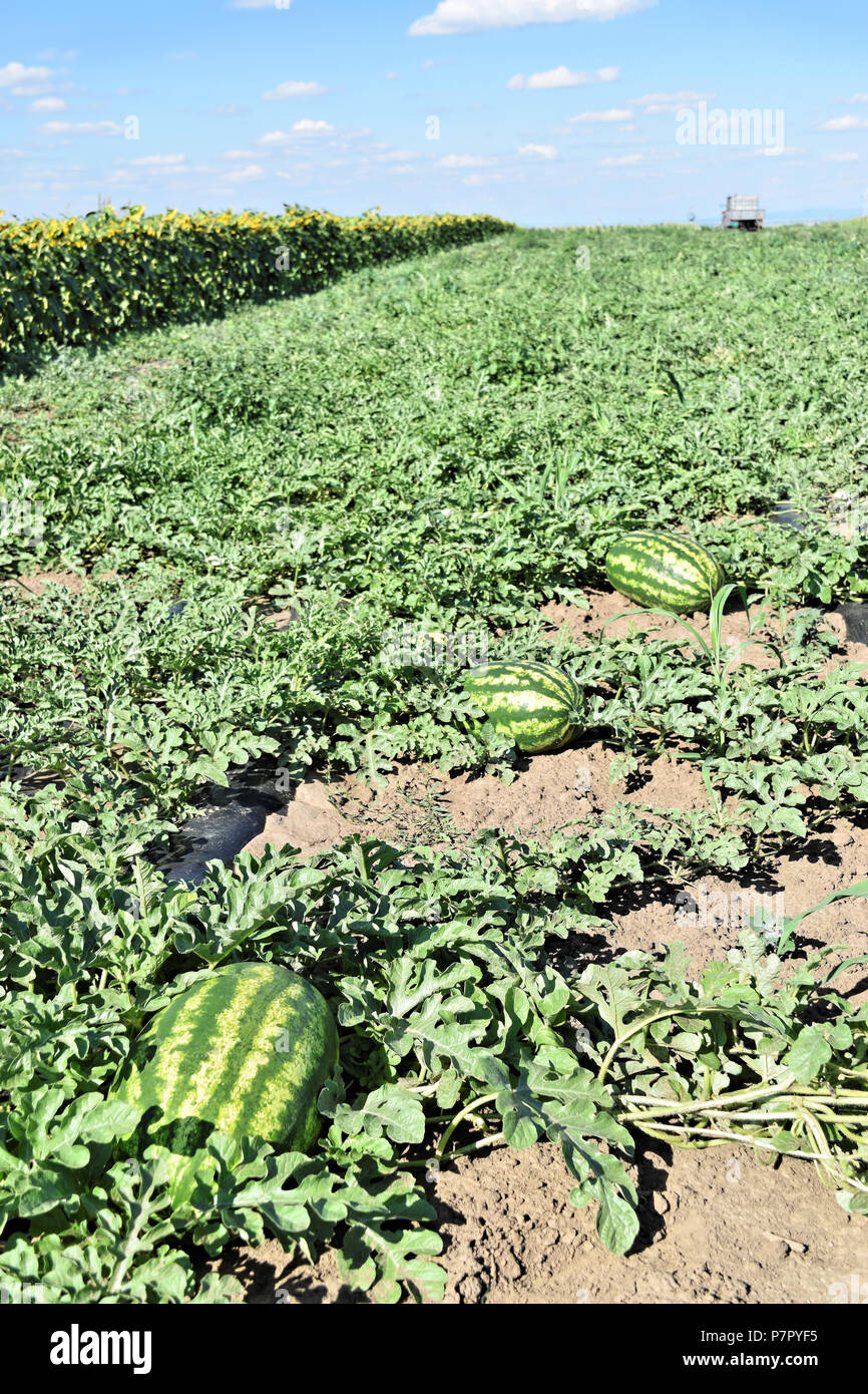 Our watermelons grow big hi-res stock photography and images - Alamy