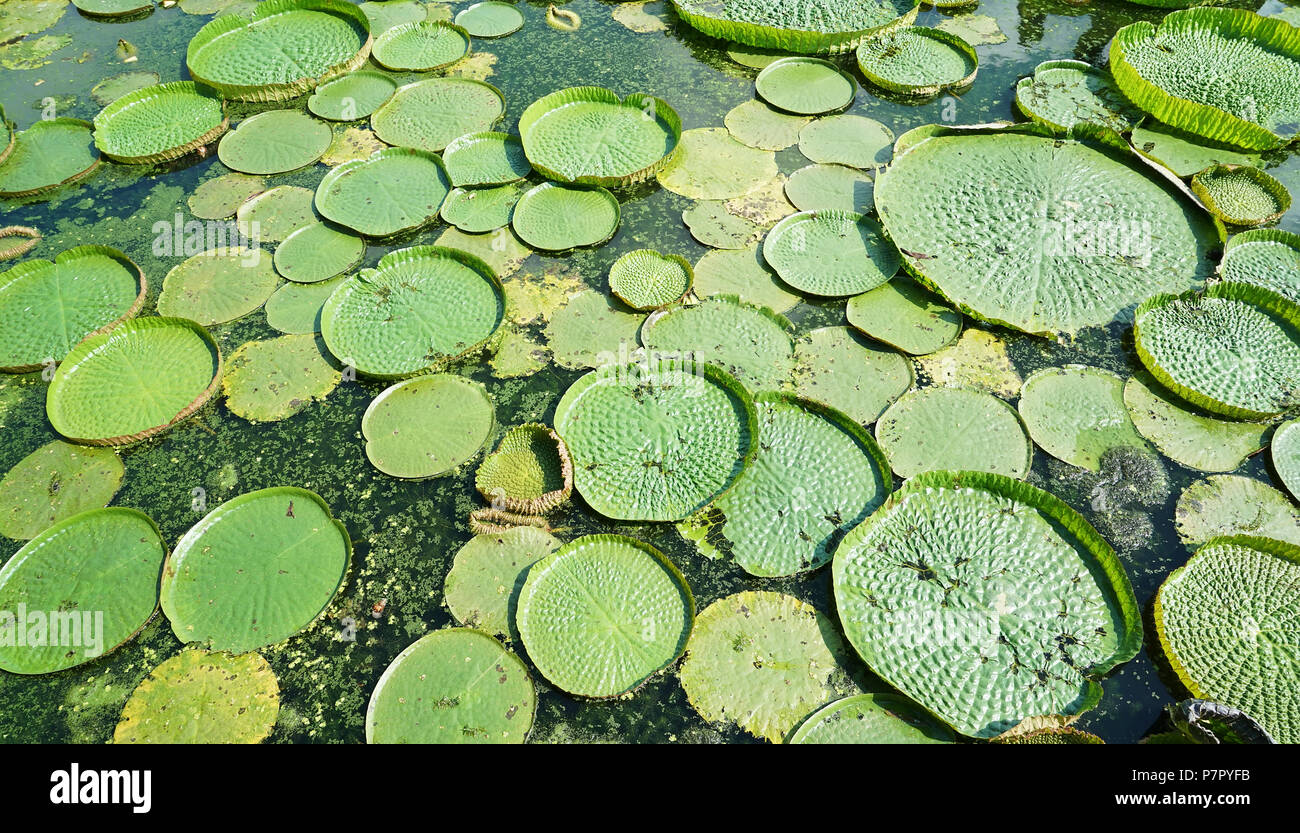 Huge floating lotus,Giant Amazon water lily,Victoria amazonia Stock ...