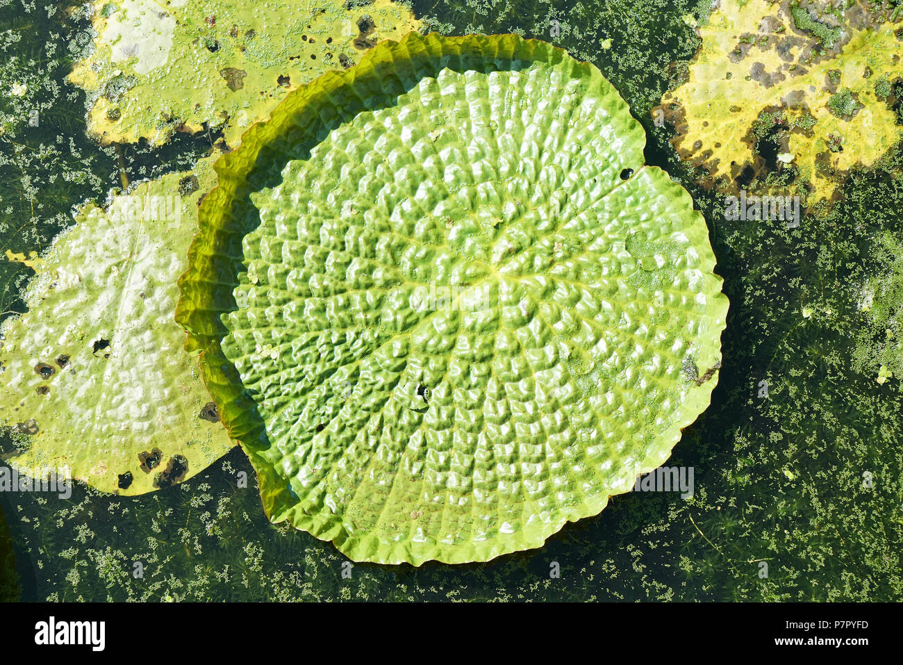 Huge floating lotus,Giant Amazon water lily,Victoria amazonia Stock ...