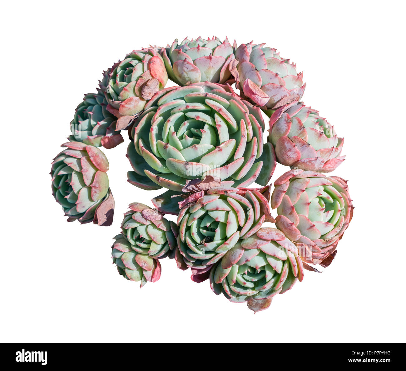 Close up yucca plant Cut Out Stock Images & Pictures - Alamy