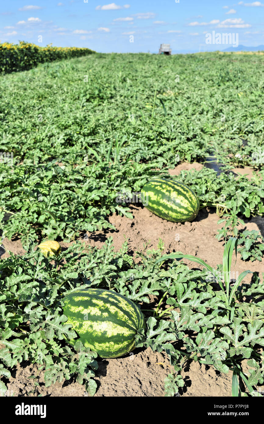 Our watermelons grow big hi-res stock photography and images - Alamy