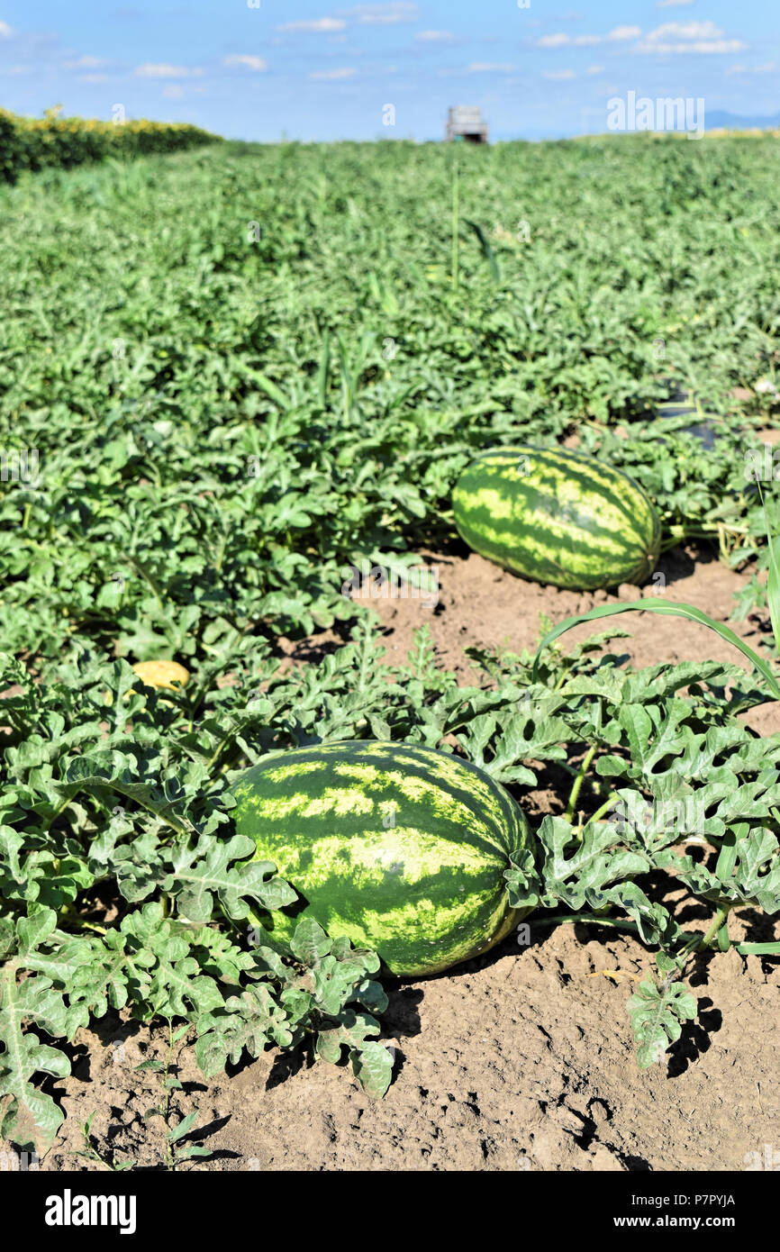 Our watermelons grow big hi-res stock photography and images - Alamy