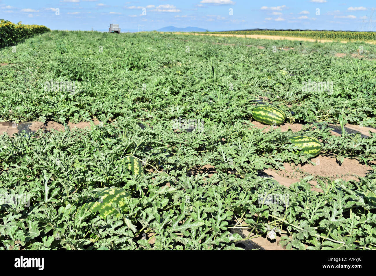 Watermelon plantation in eastern Europe Stock Photo - Alamy