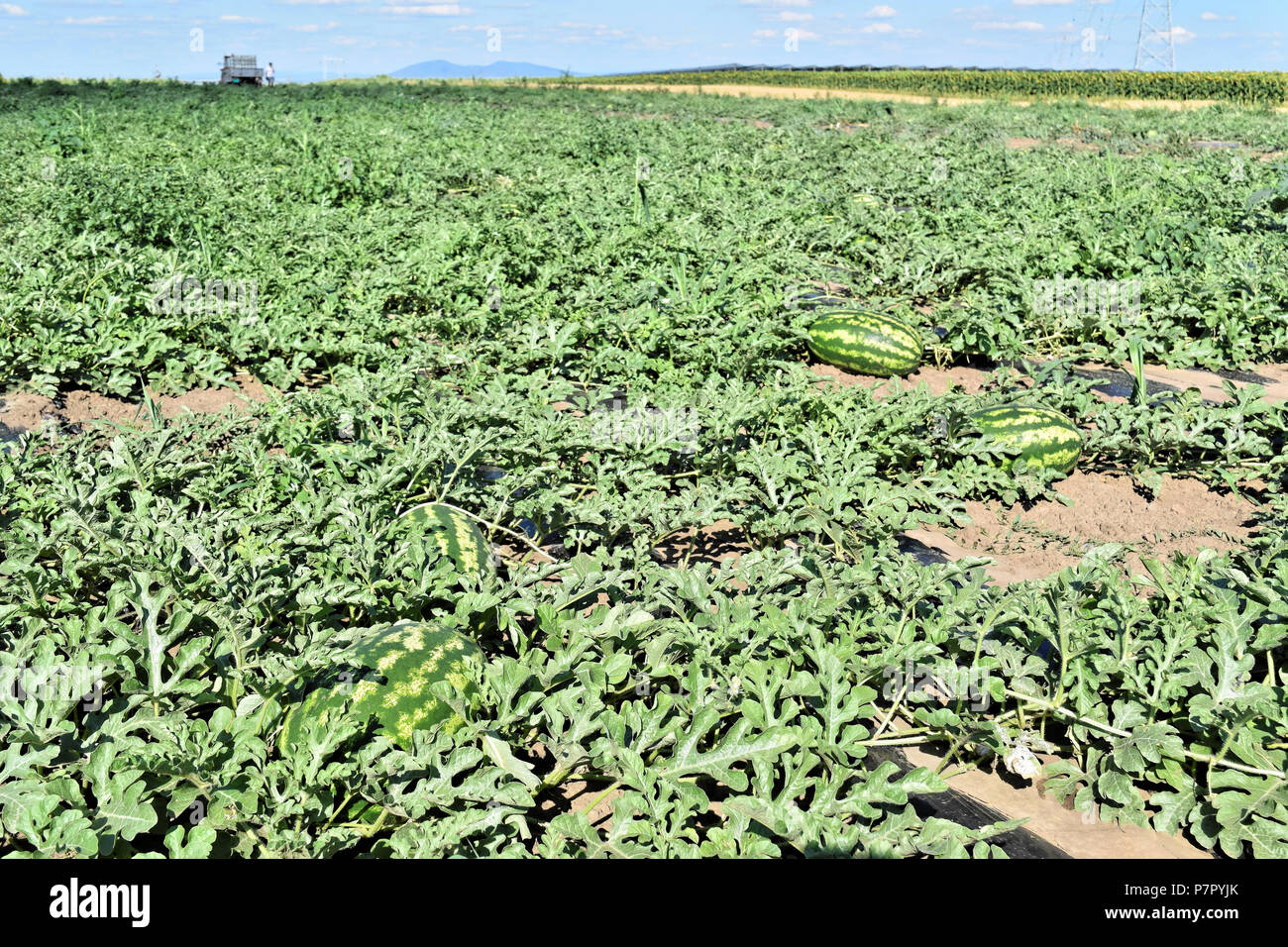 Our watermelons grow big hi-res stock photography and images - Alamy