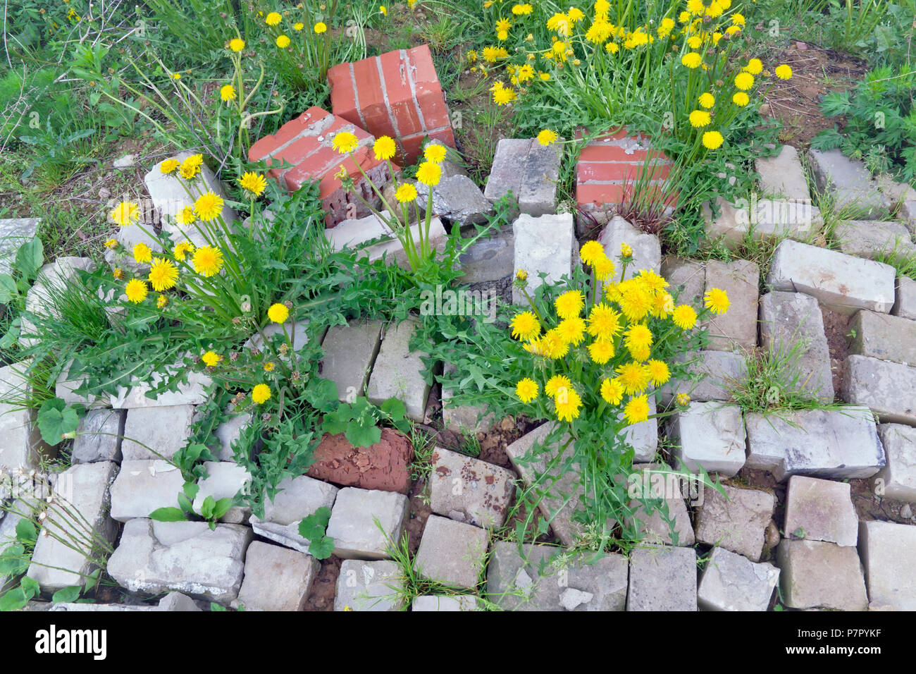 Life and flowers stronger than stone concept. Yellow dandelions grow ...