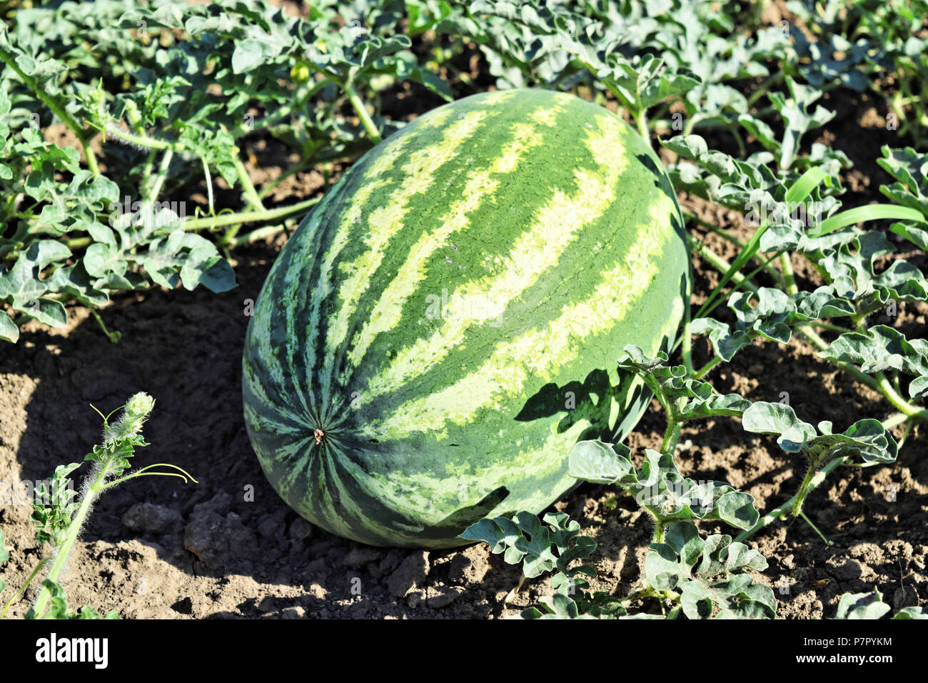 Our watermelons grow big hi-res stock photography and images - Alamy
