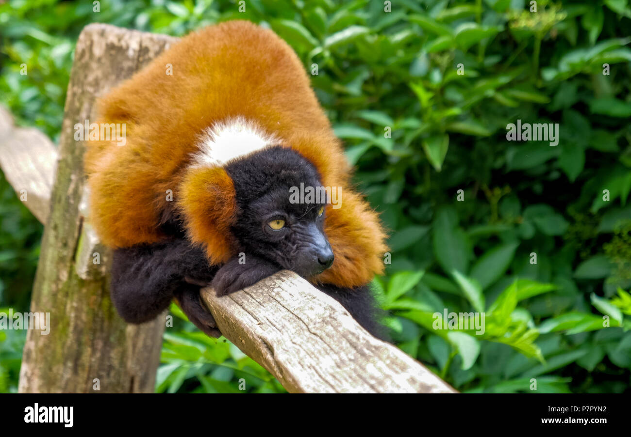 red ruffed lemur sitting on wood in amsterdam zoo cute Stock Photo - Alamy
