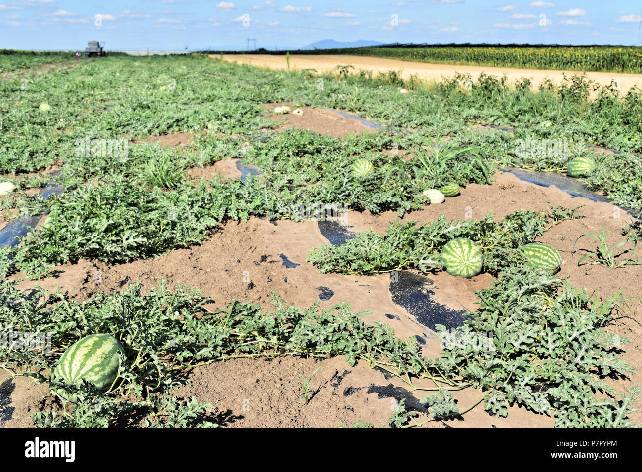 Our watermelons grow big hi-res stock photography and images - Alamy