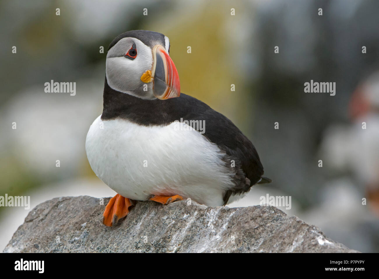 Atlantic Puffin portrait Stock Photo - Alamy