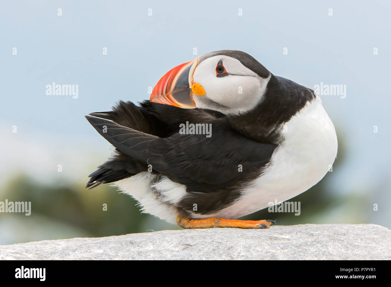 Atlantic Puffin portrait Stock Photo - Alamy