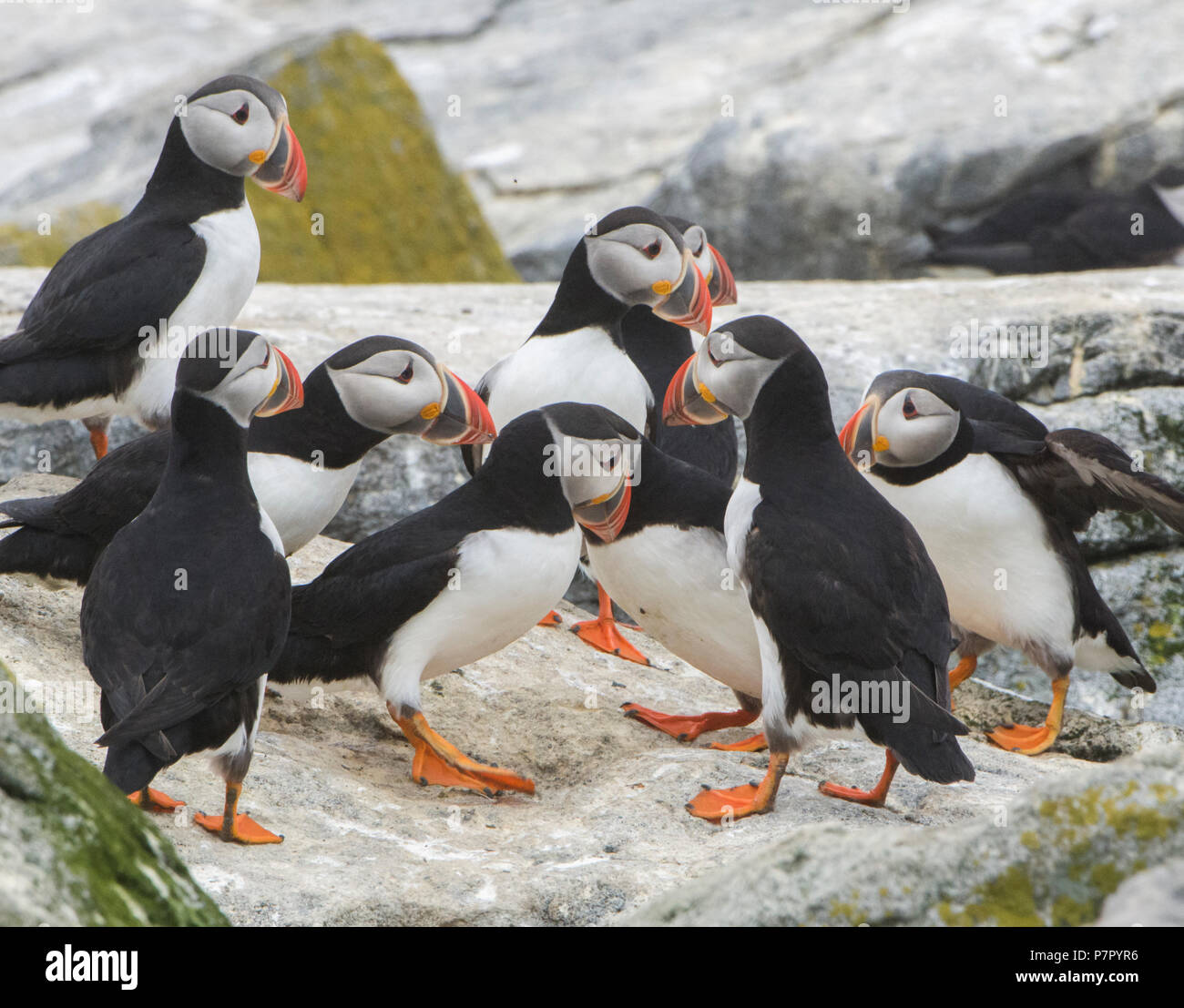 Puffin gathering hi-res stock photography and images - Alamy