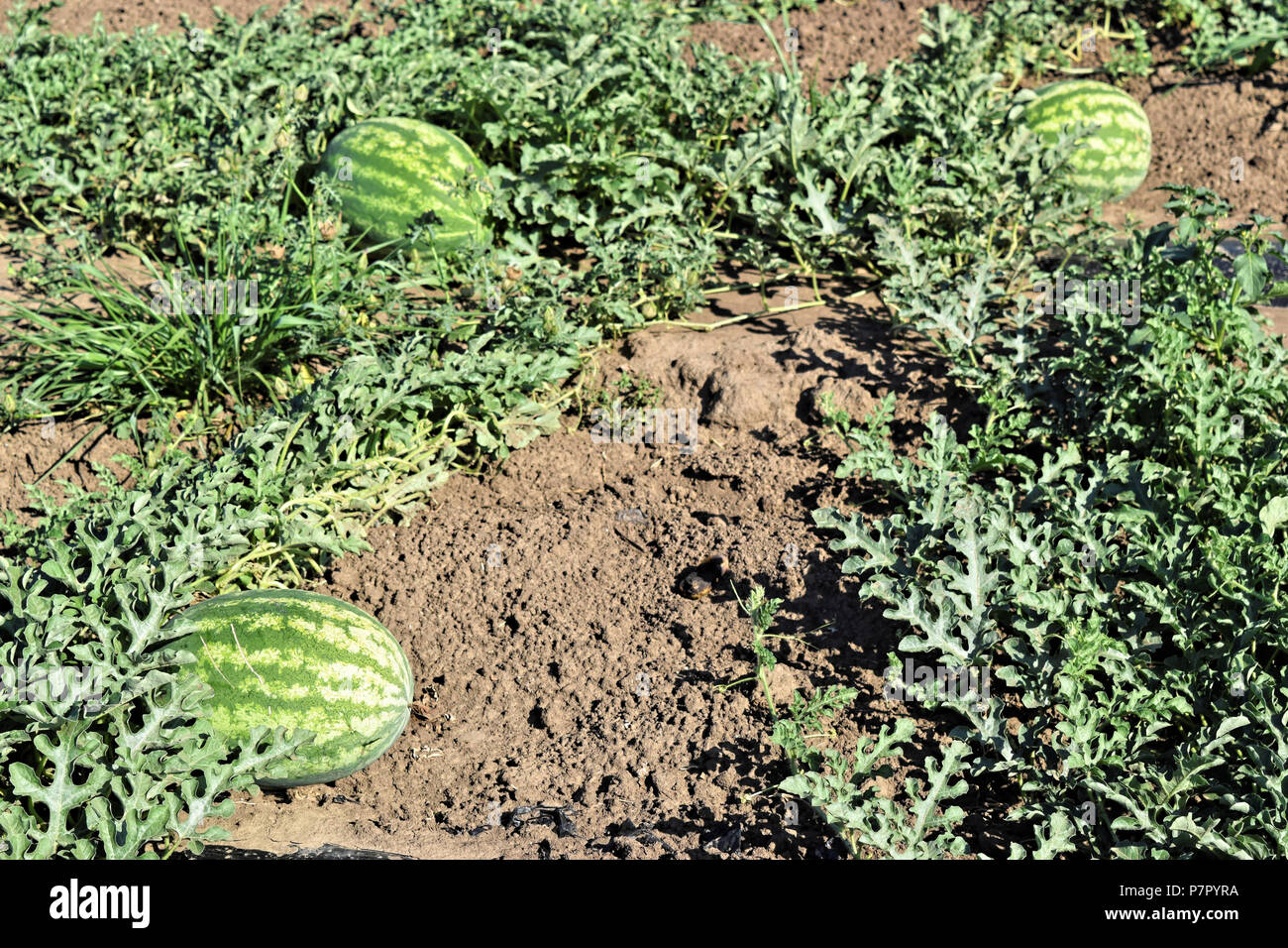 Our watermelons grow big hi-res stock photography and images - Alamy