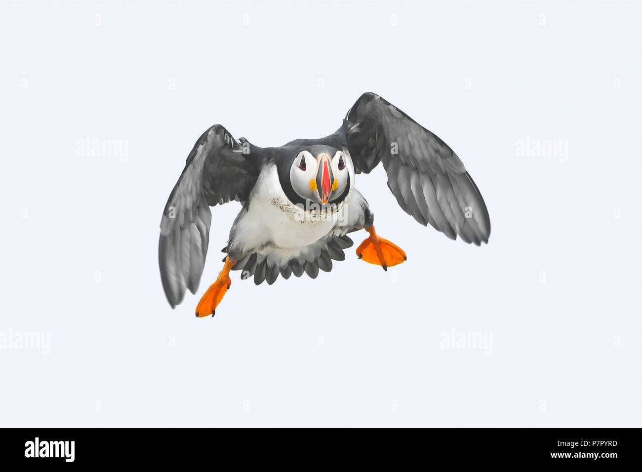 Atlantic Puffin in flight Stock Photo - Alamy