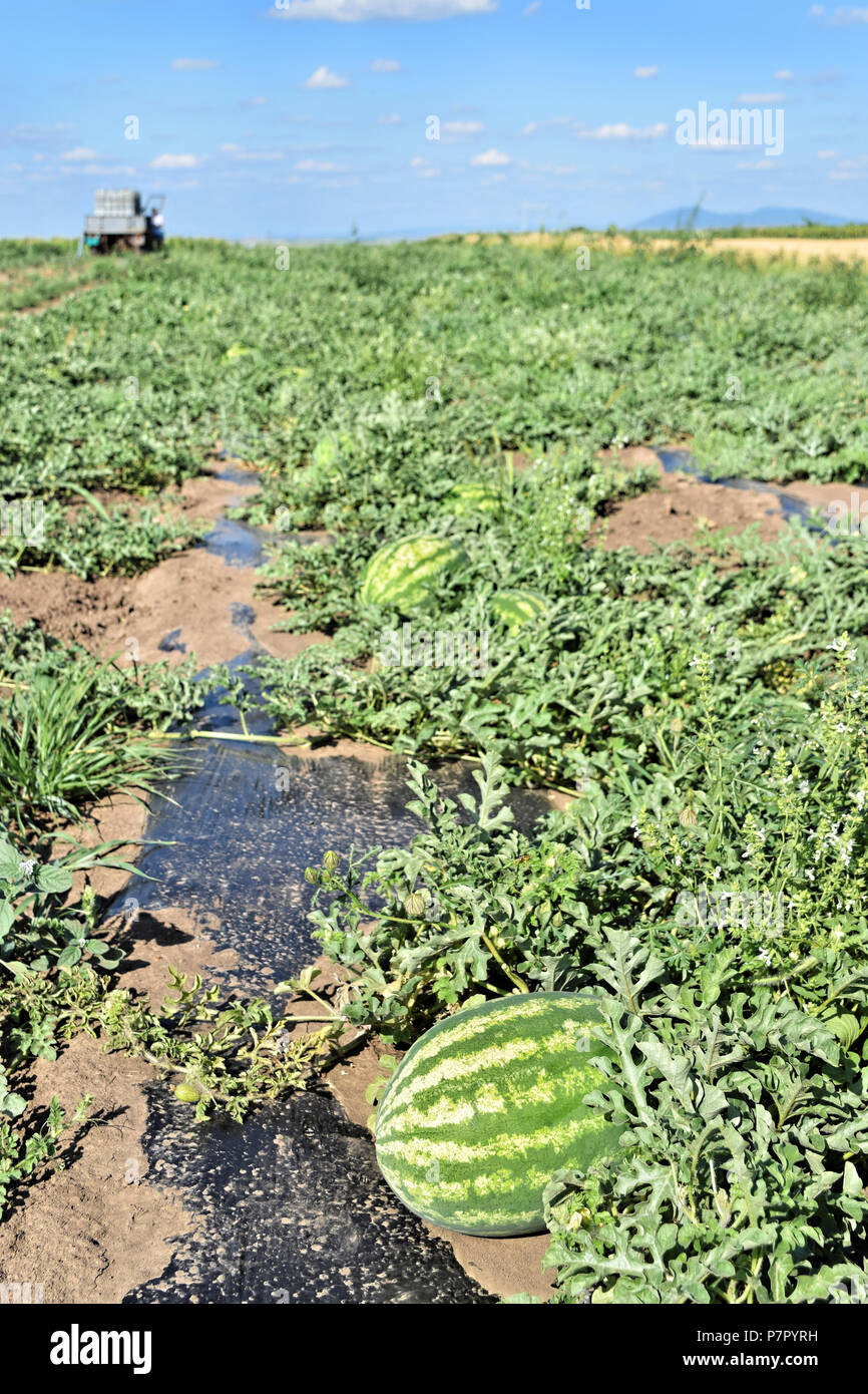 Watermelon plantation in eastern Europe Stock Photo - Alamy