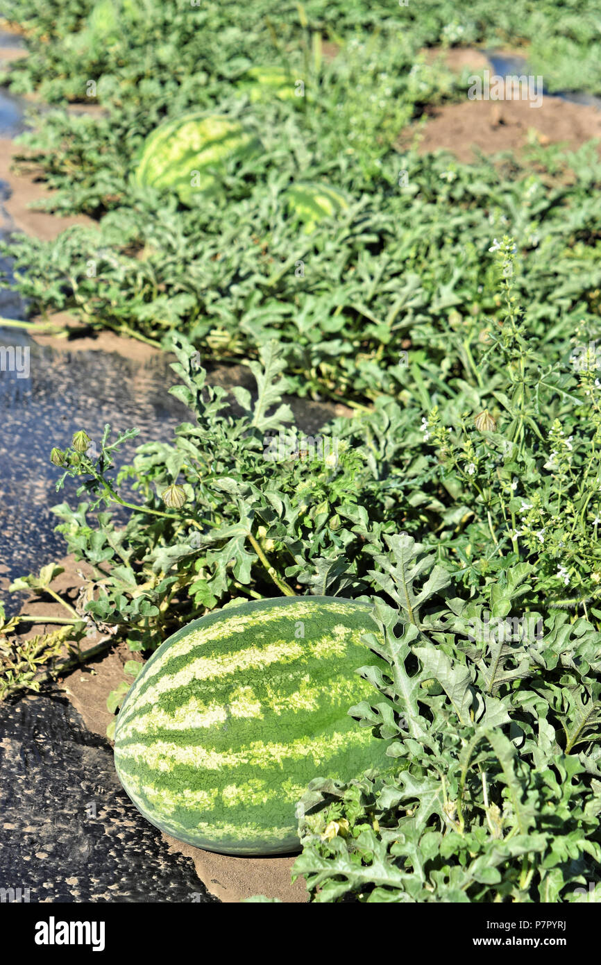 Our watermelons grow big hi-res stock photography and images - Alamy
