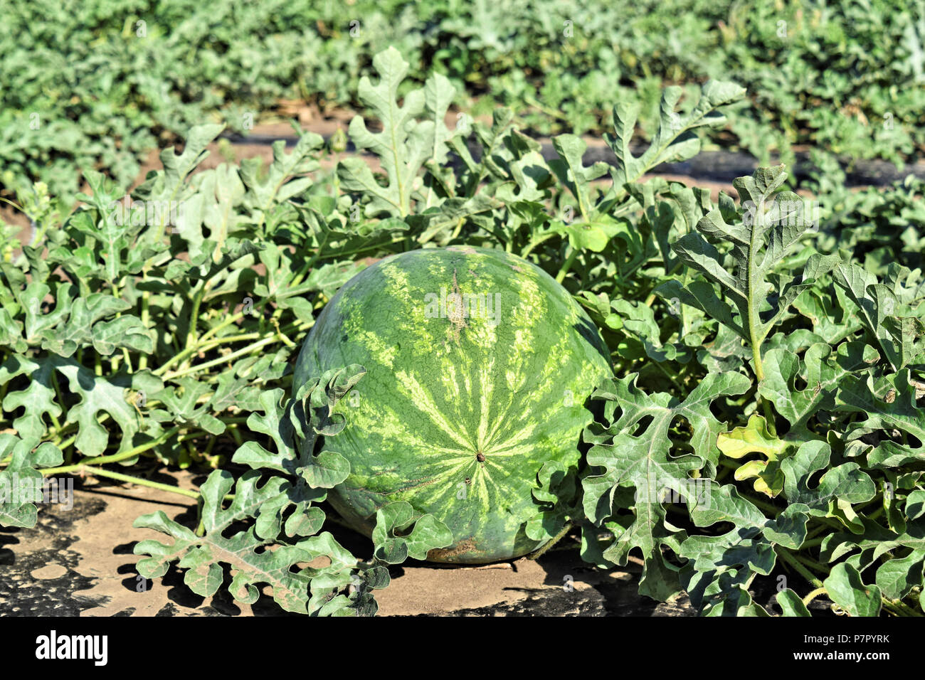 Our watermelons grow big hi-res stock photography and images - Alamy