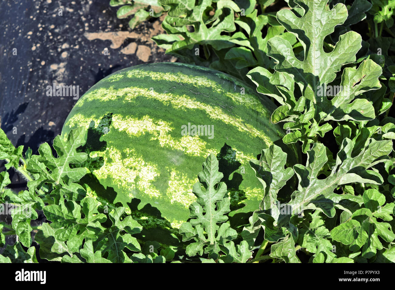 Our watermelons grow big hi-res stock photography and images - Alamy