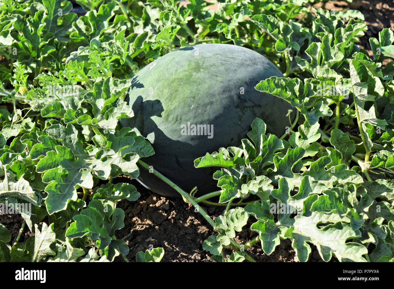 Watermelon plantation in eastern Europe Stock Photo - Alamy