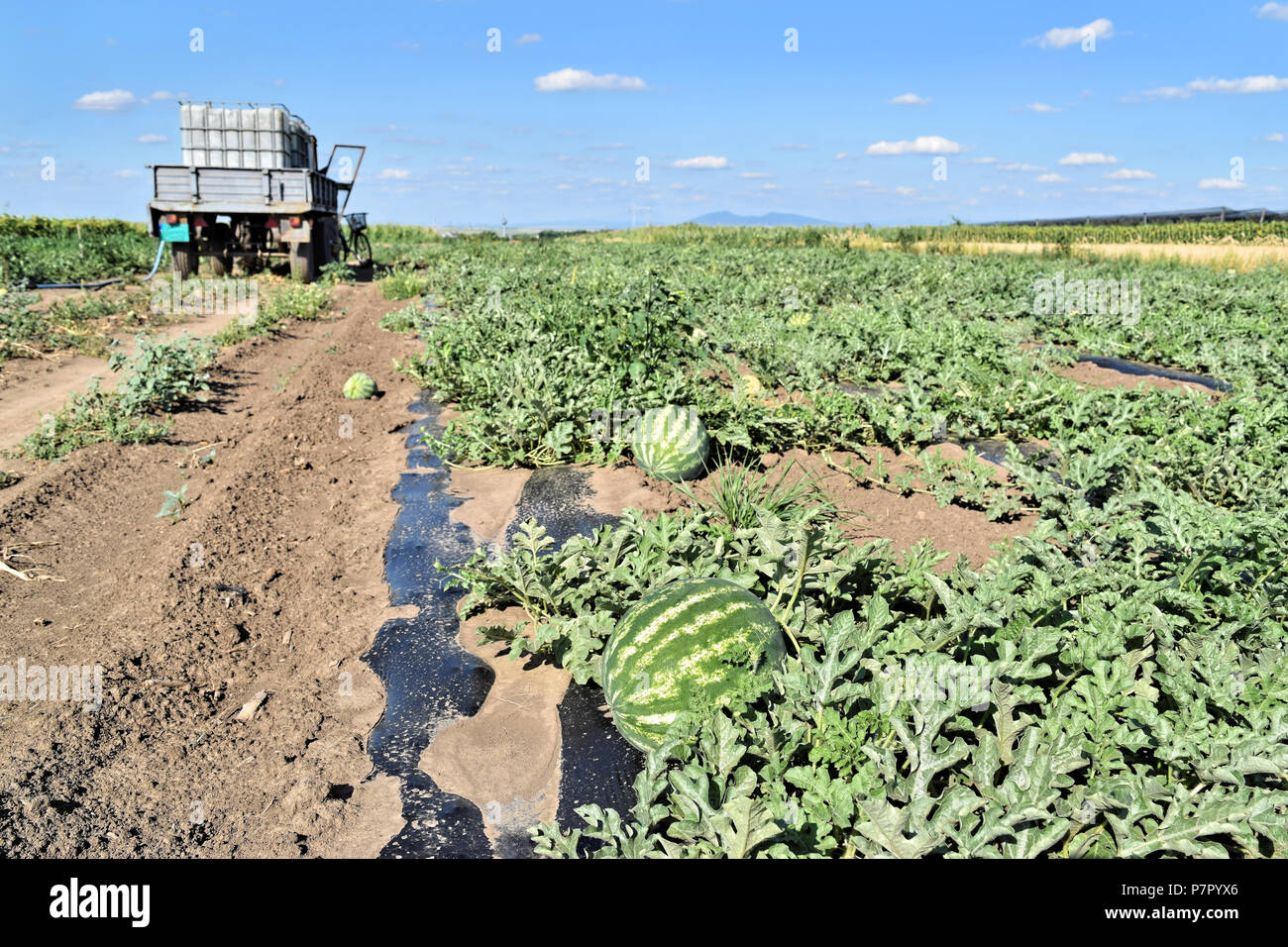 Our watermelons grow big hi-res stock photography and images - Alamy