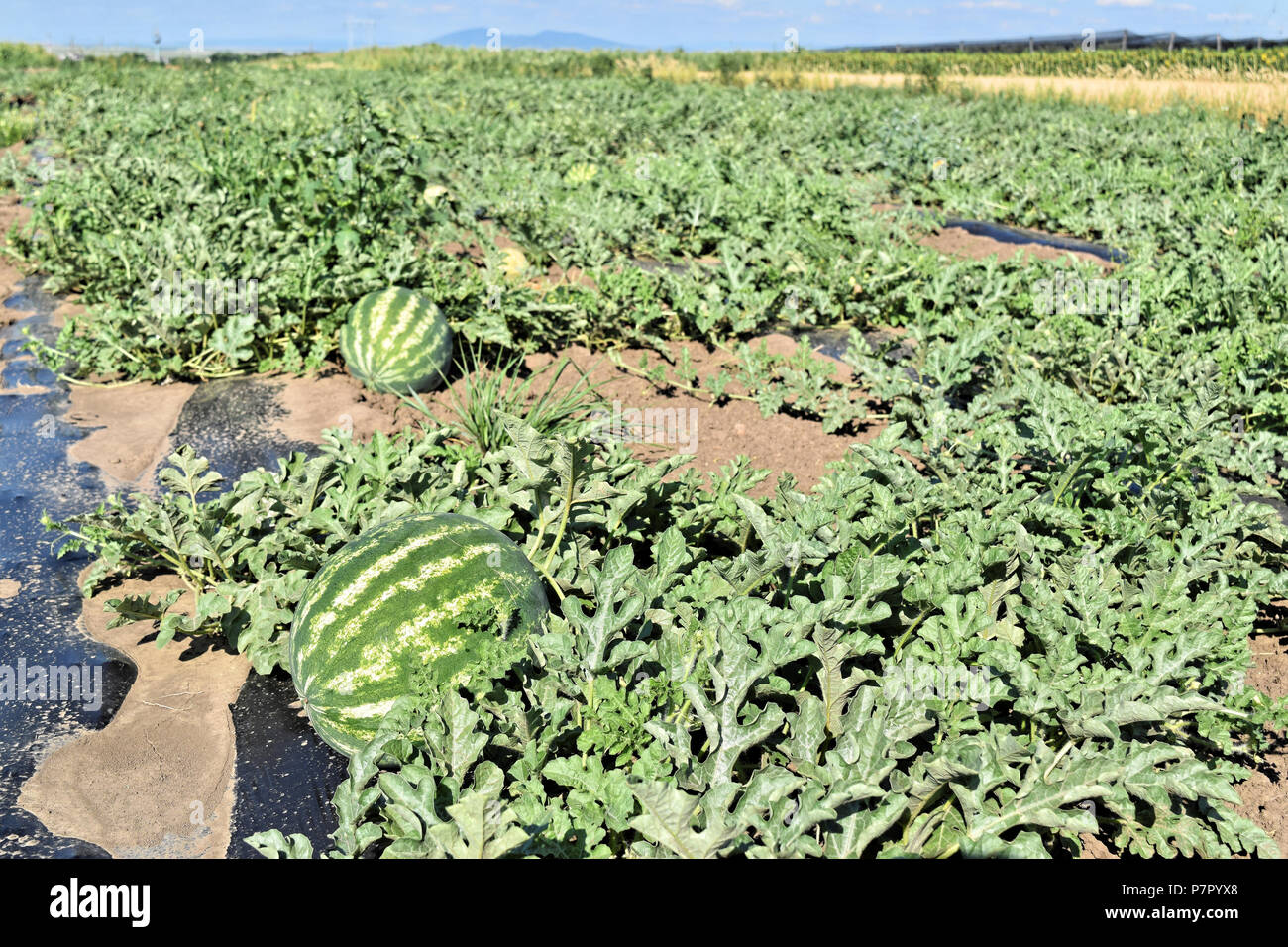 Our watermelons grow big hi-res stock photography and images - Alamy