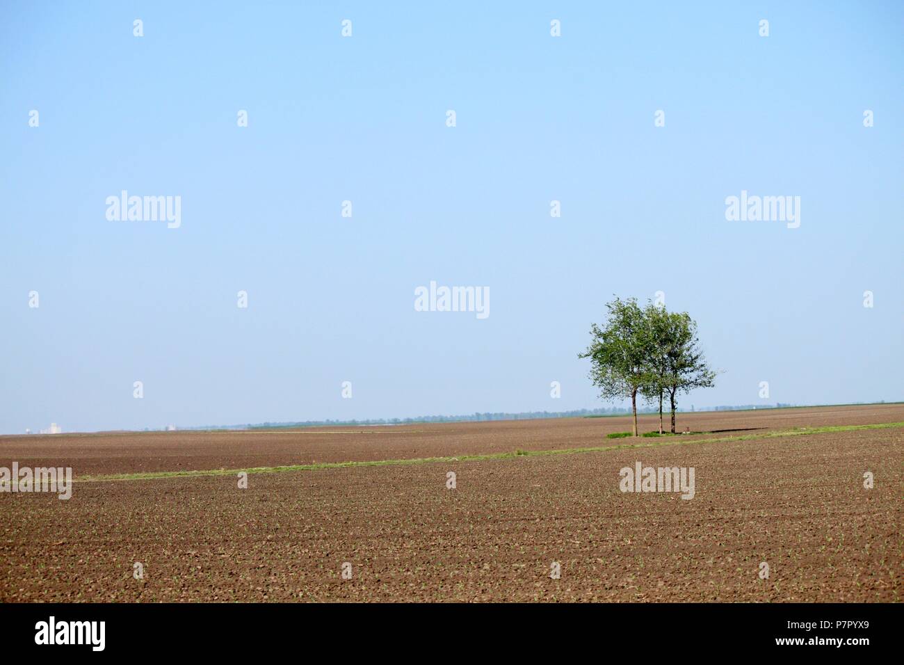 Trees in a field Stock Photo - Alamy