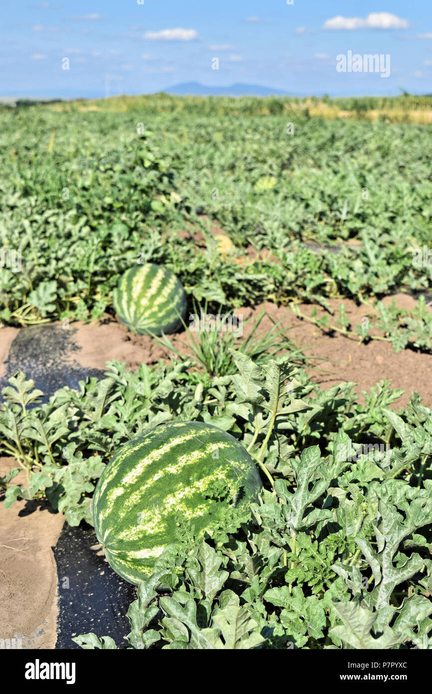 Our watermelons grow big hi-res stock photography and images - Alamy