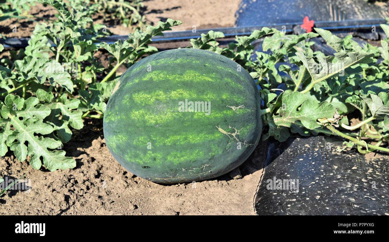 Our watermelons grow big hi-res stock photography and images - Alamy