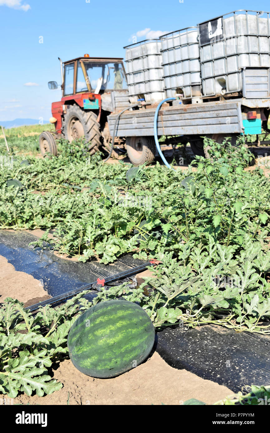 Our watermelons grow big hi-res stock photography and images - Alamy