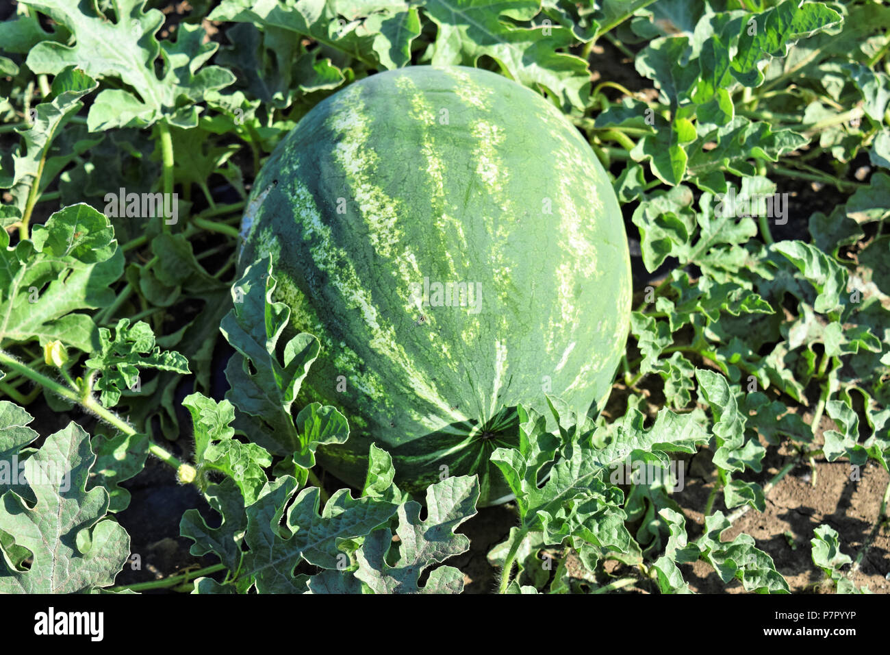 Watermelon plantation in eastern Europe Stock Photo - Alamy