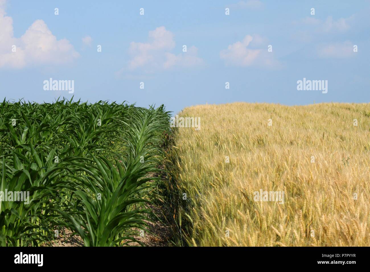 Corn and barley fields Stock Photo - Alamy