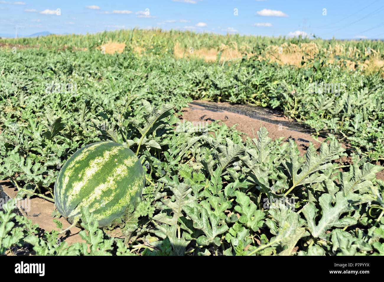 Our watermelons grow big hi-res stock photography and images - Alamy