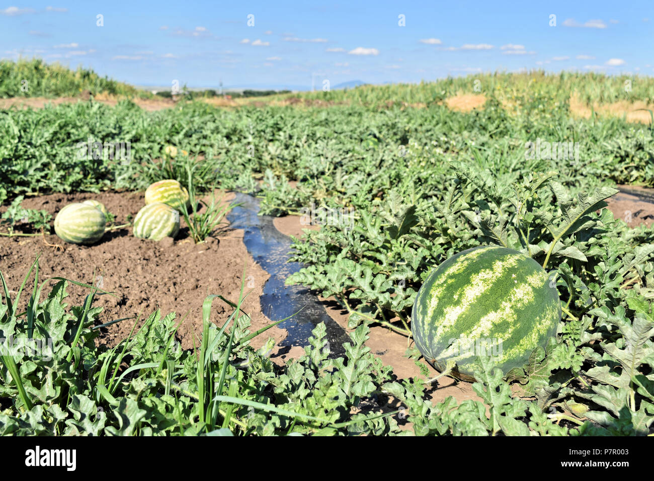 Watermelon plantation in eastern Europe Stock Photo - Alamy