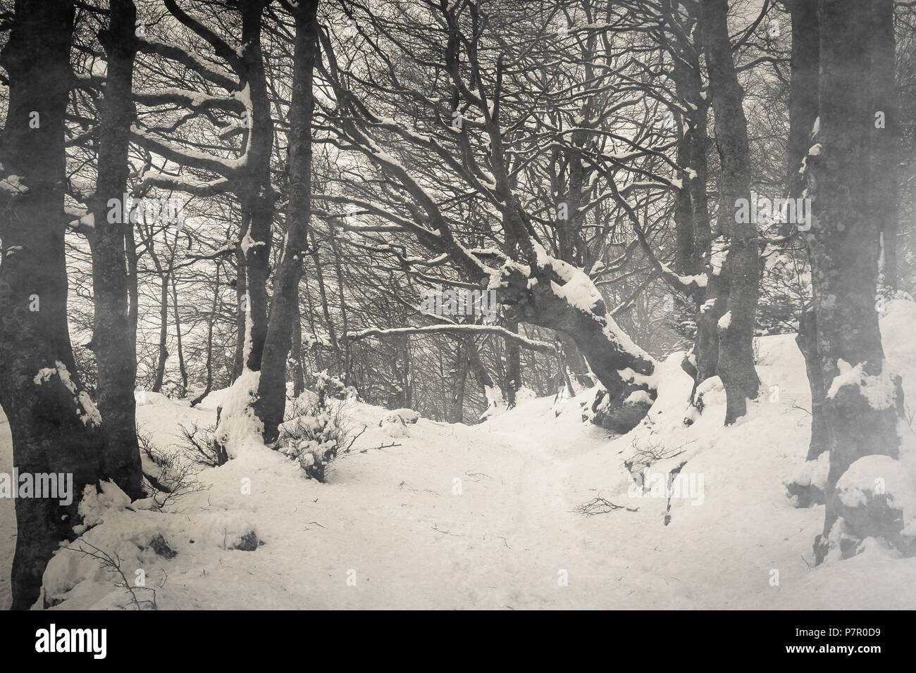 Gothic forest path hi-res stock photography and images - Alamy