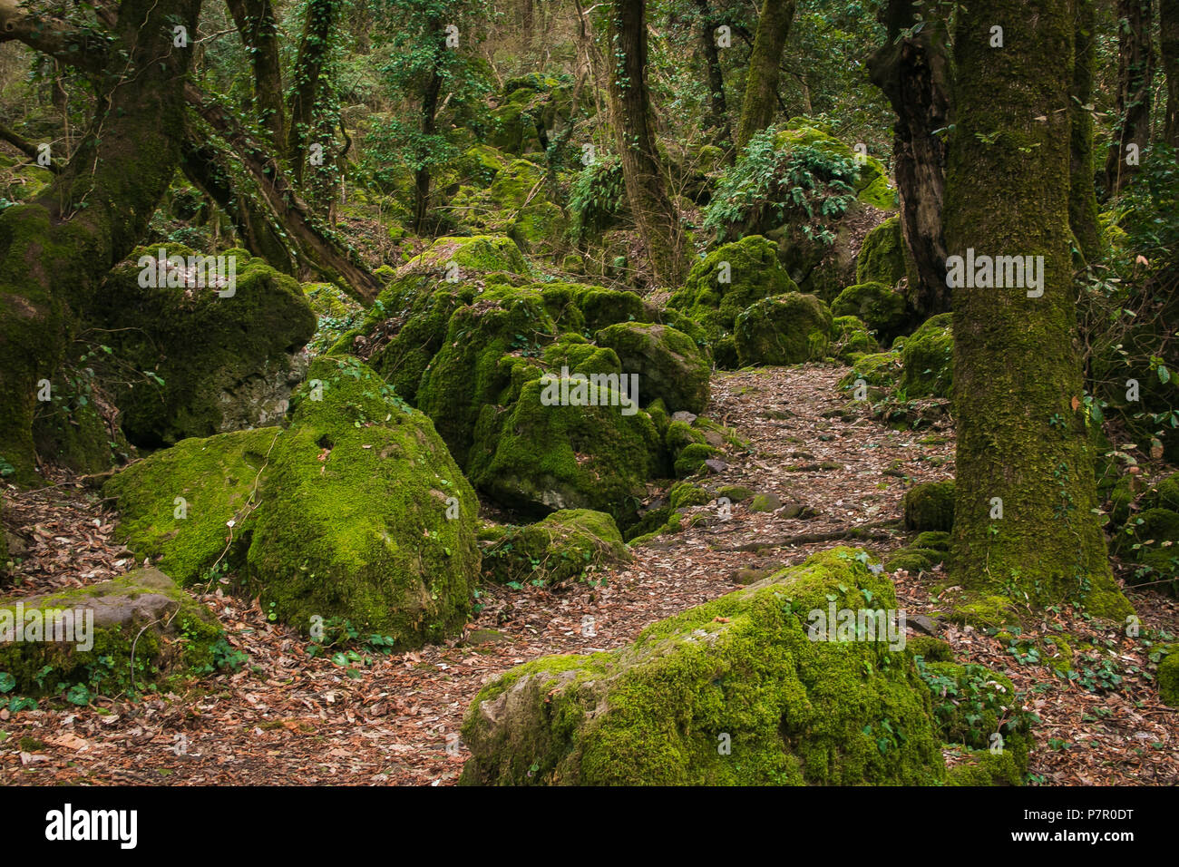 Monumental plants hi-res stock photography and images - Alamy